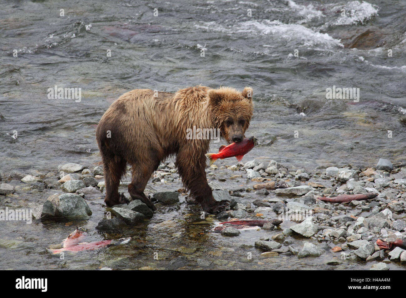 Riverside, Grizzly, young animal, salmon, mouth Stock Photo - Alamy