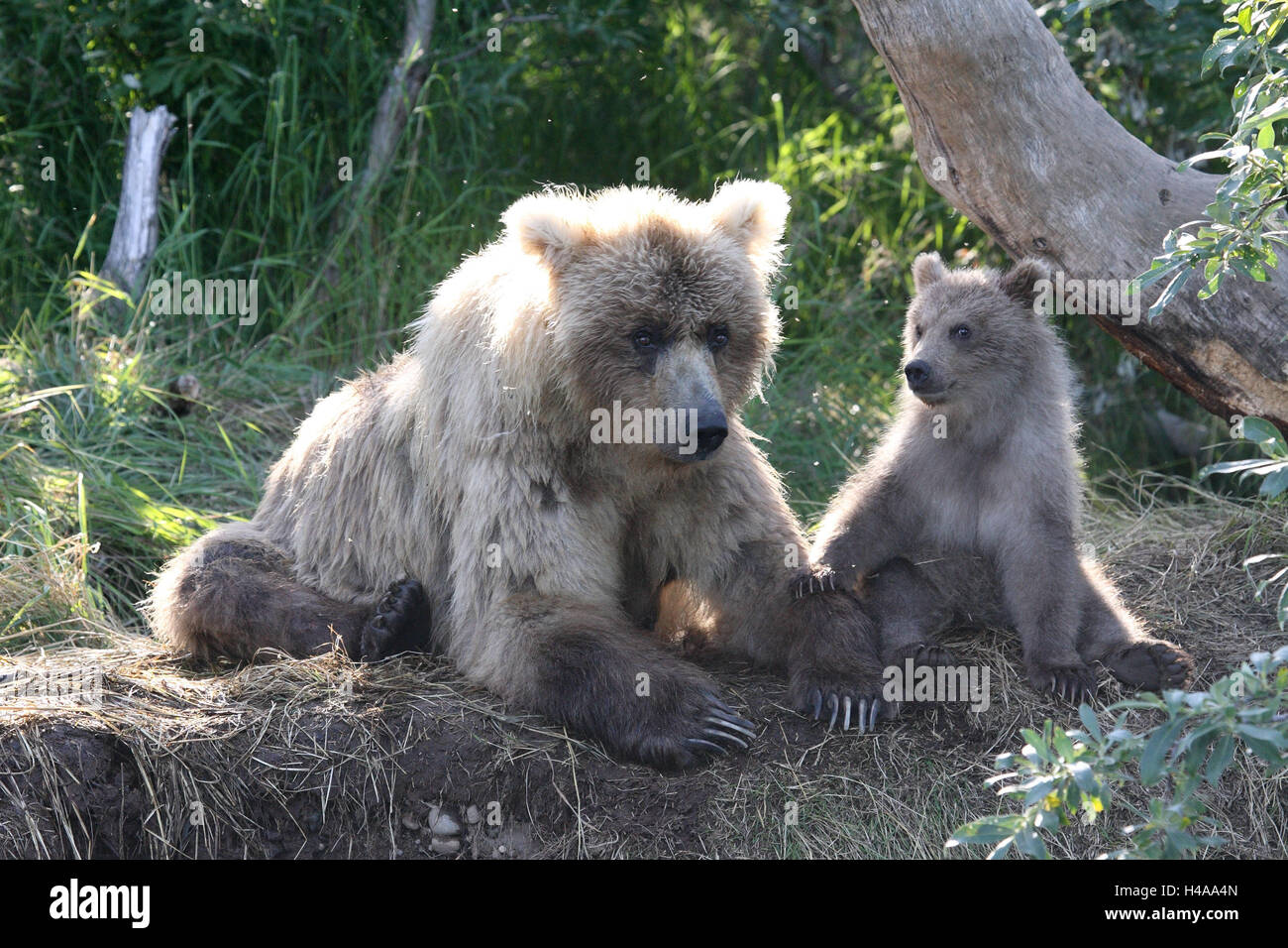 Grizzly bears, she-bear, young animal Stock Photo - Alamy