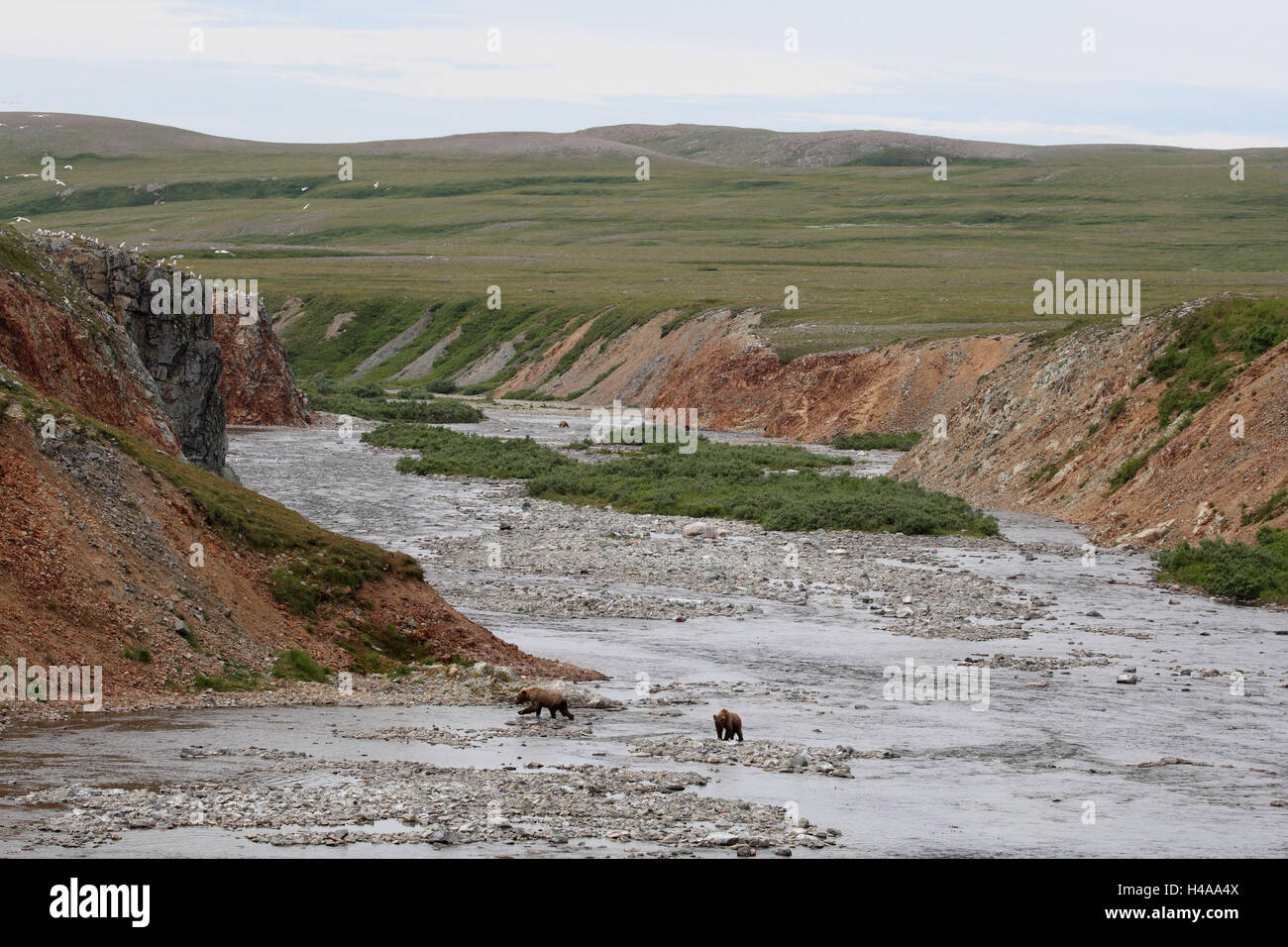Alaska, scenery, nature, tundra, river, bear Stock Photo - Alamy
