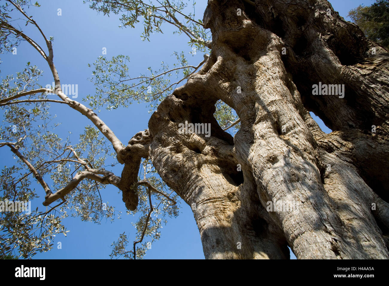 Sicily olive tree hi-res stock photography and images - Alamy