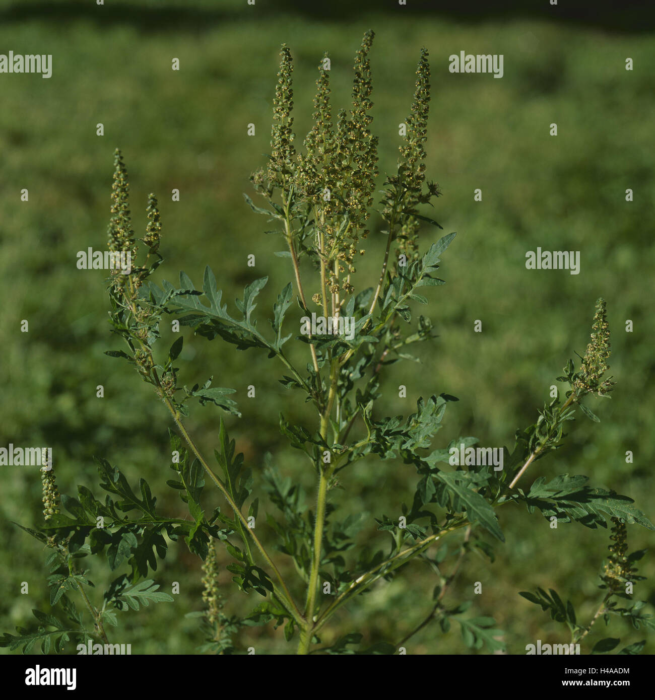 Sagebrush-leafy grape herb, ambrosia artemisiifolia, blossom, outside ...