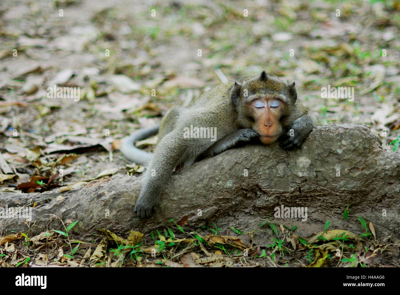 Monkey, sleeping, lying Stock Photo - Alamy