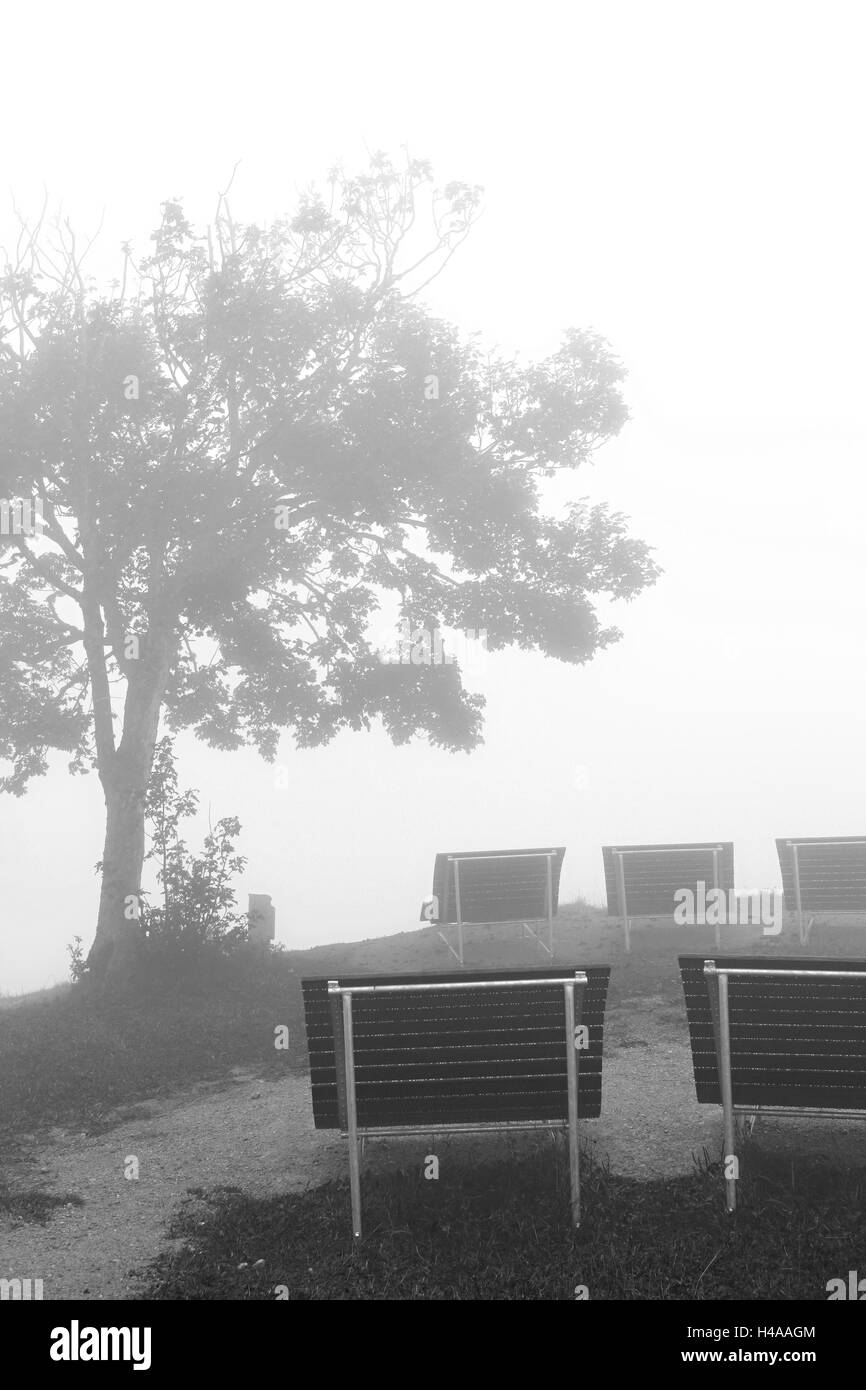 Tree and benches in the fog, s/w Stock Photo - Alamy