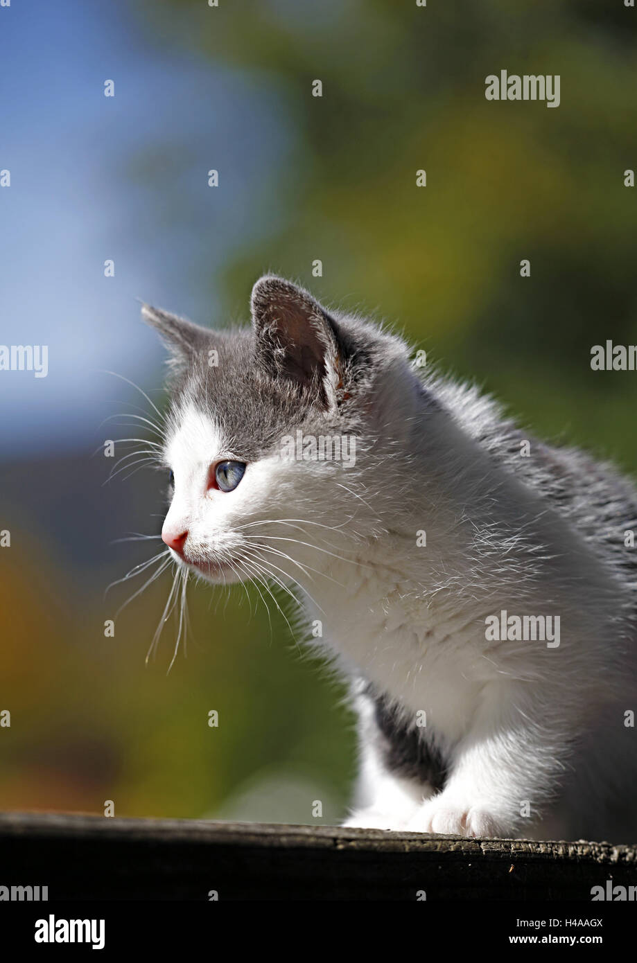 Kittens, watchfully, outside, medium close-up Stock Photo - Alamy