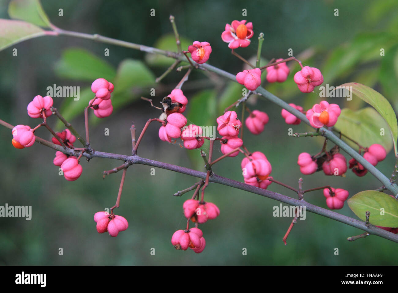 Spindle bush hi-res stock photography and images - Alamy