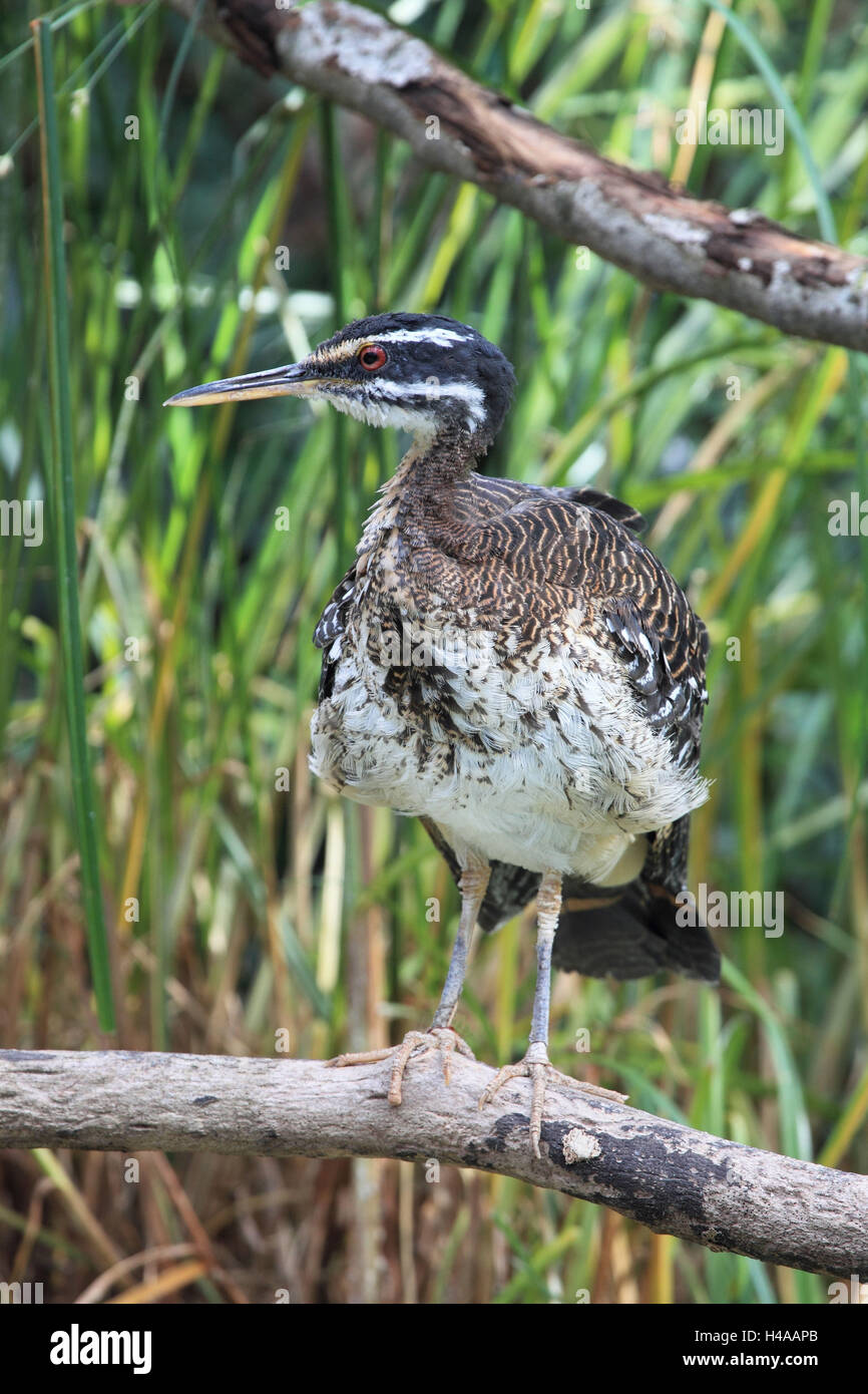 Rallidae solar hi-res stock photography and images - Alamy