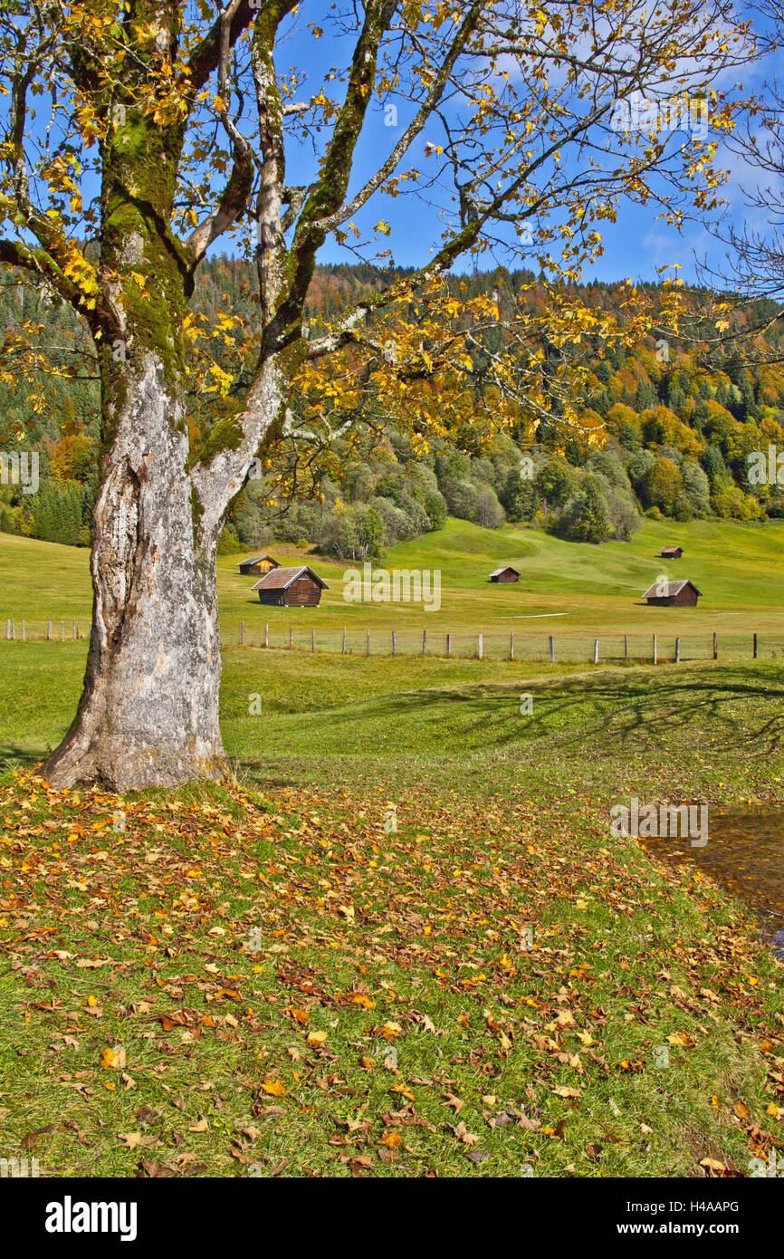 Autumn scenery with maple tree Stock Photo - Alamy