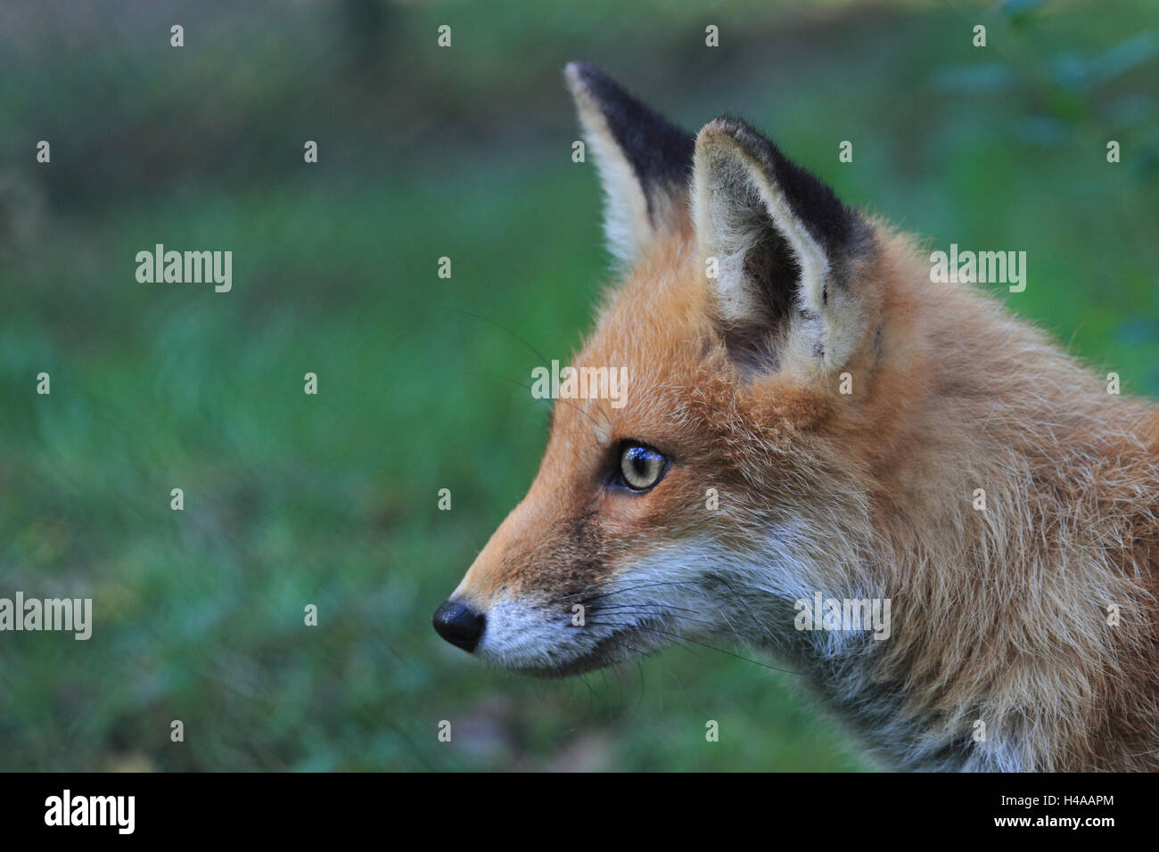 Red fox young animal Stock Photo - Alamy