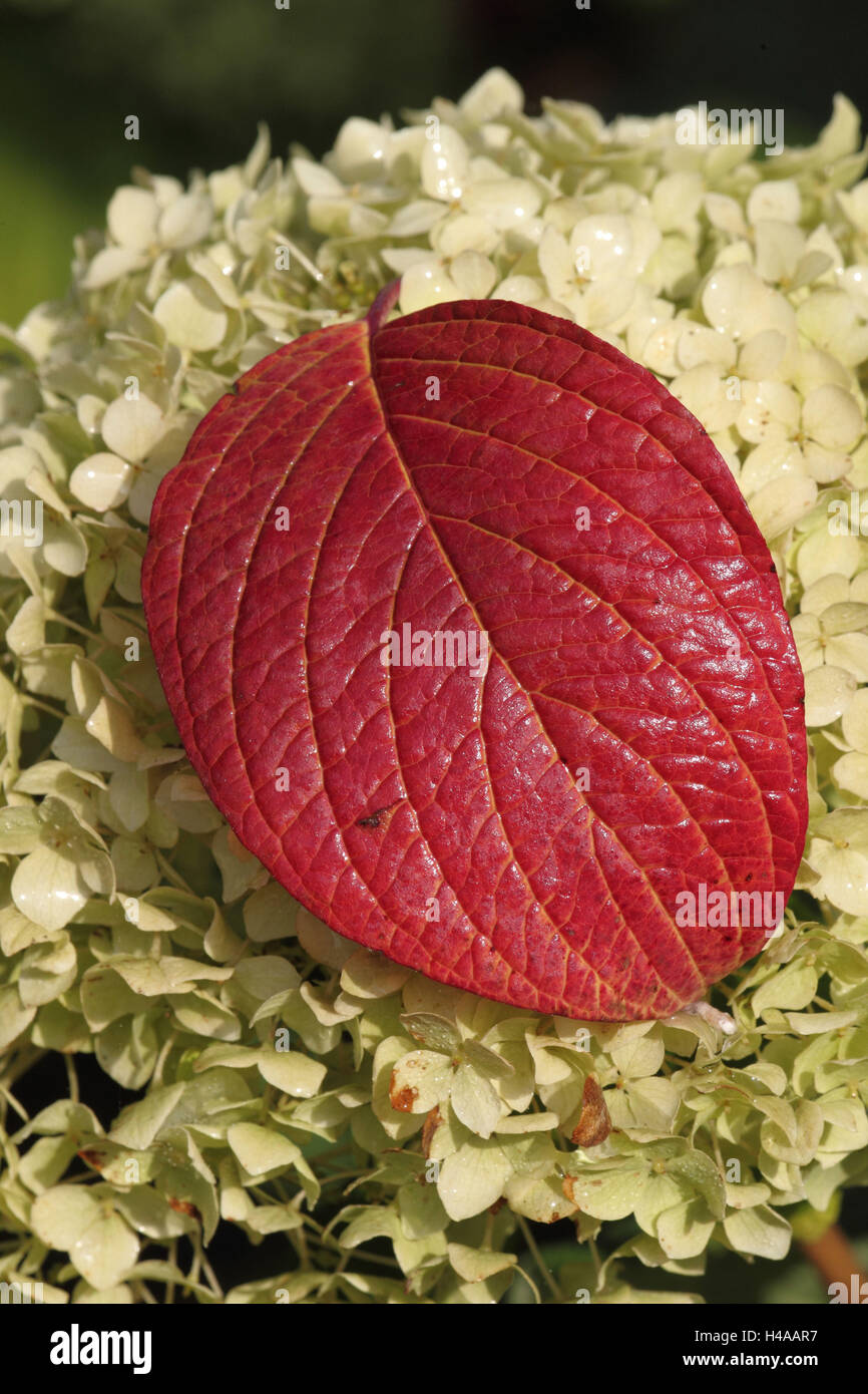 Japanese snowball hi-res stock photography and images - Alamy