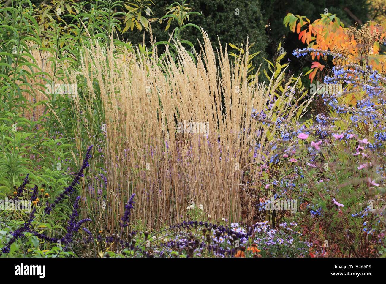 Reed in hi-res stock photography and images - Alamy