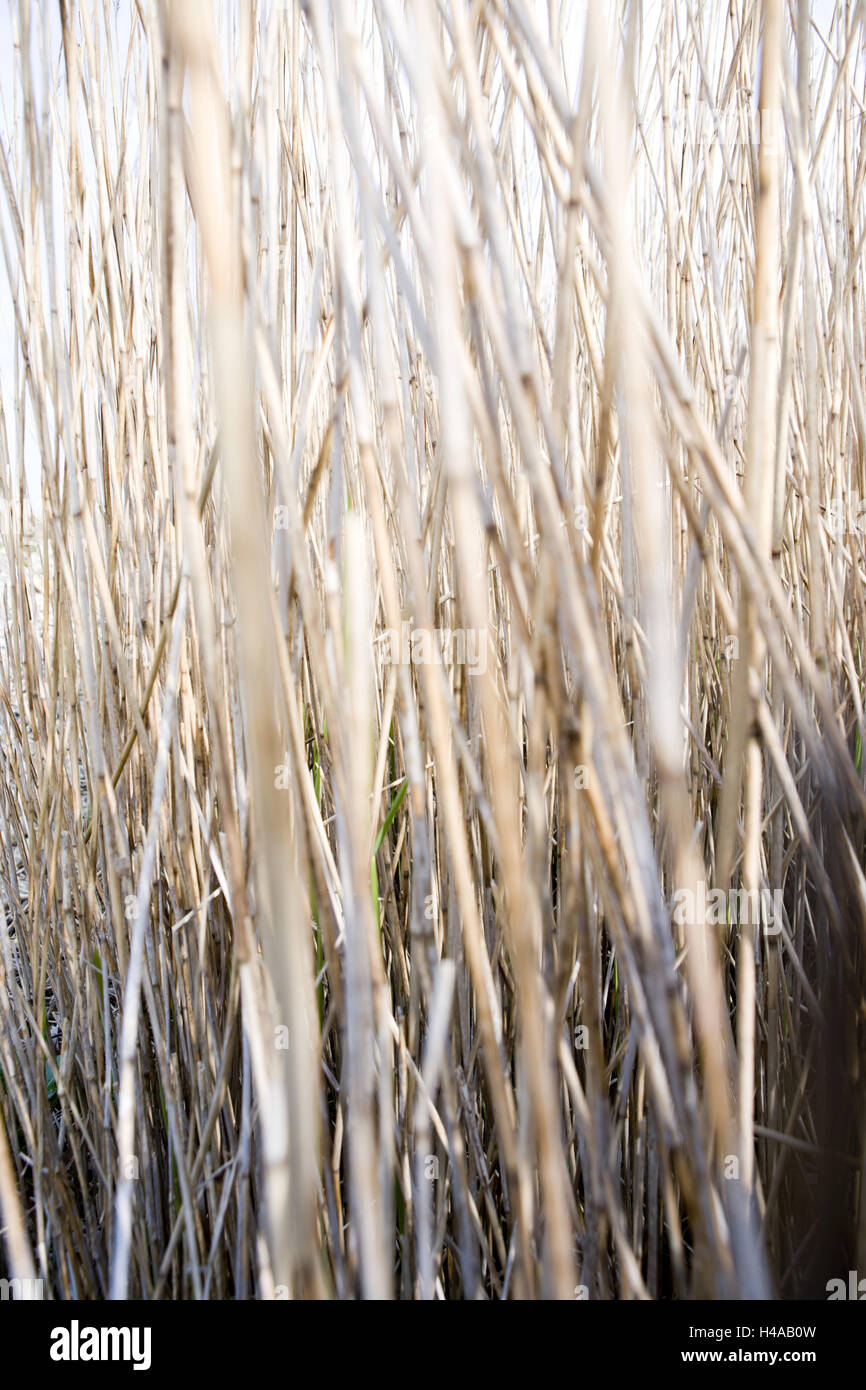 Reed beds swamp hi-res stock photography and images - Alamy