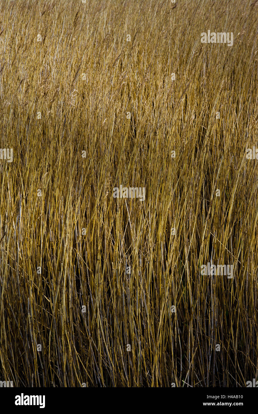Reed margin hi-res stock photography and images - Alamy