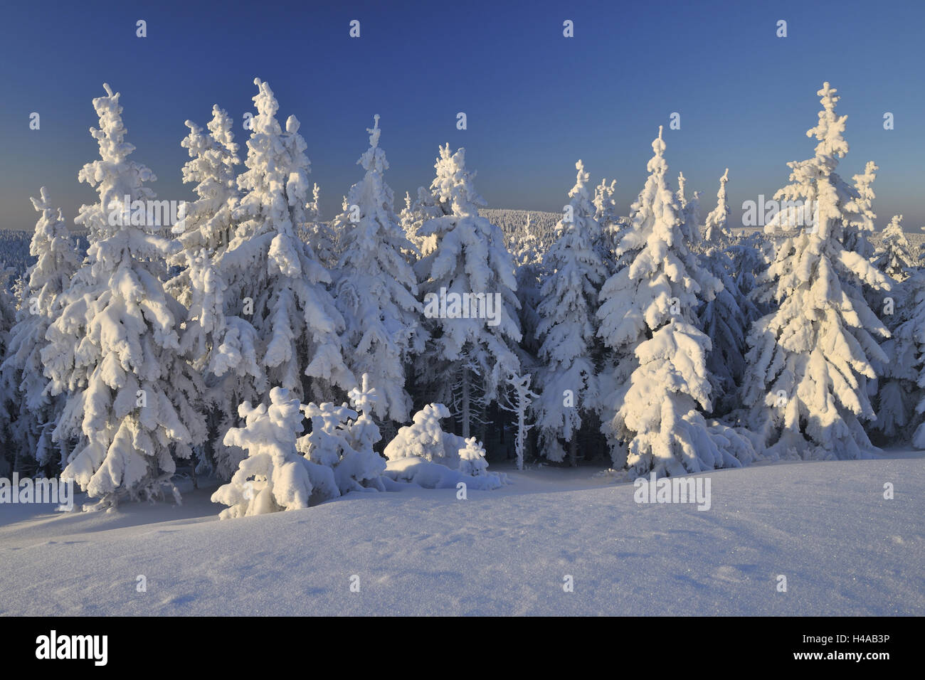 Snowy conifers, winters, snow head, mountain Gehl, Thuringia, Germany ...