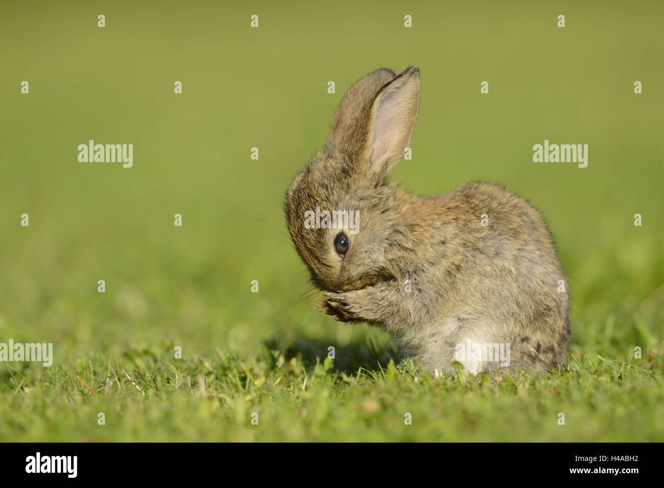 Domestic rabbit, young animal, meadow, side view, sitting, grooming ...