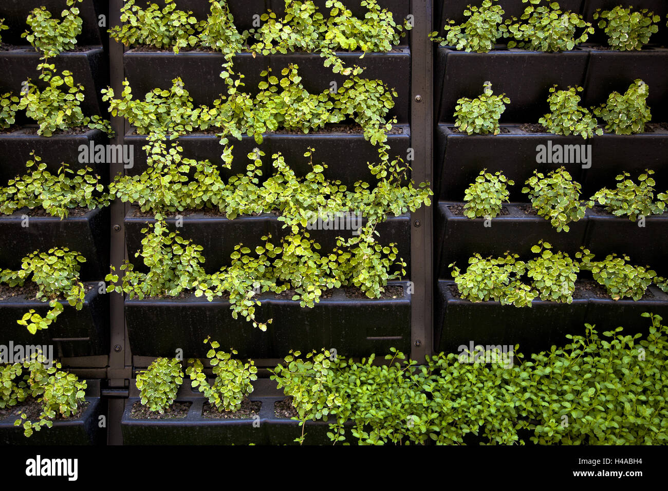 Monaco, plants in a garden Stock Photo - Alamy