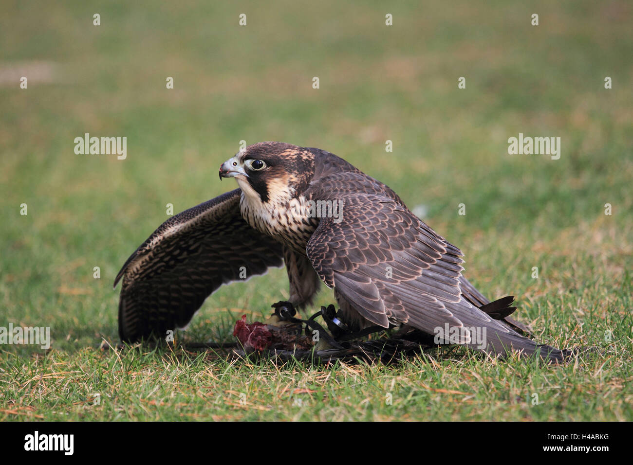 Peregrine falcon with prey Stock Photo - Alamy