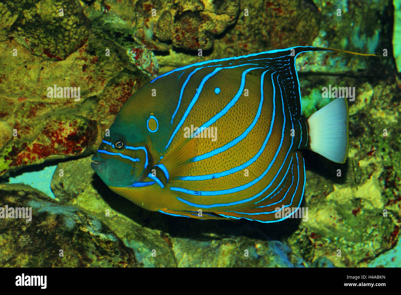 Ring imperial fish hi-res stock photography and images - Alamy