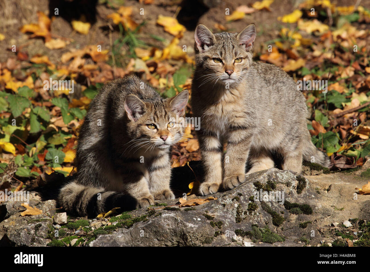 Two young European wildcats Stock Photo - Alamy