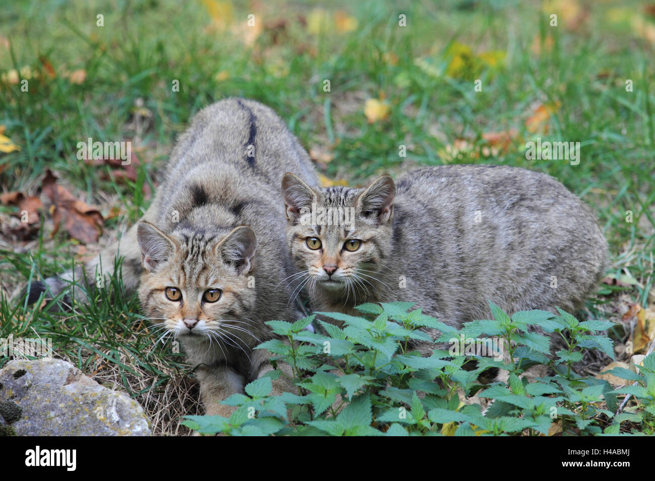 Two young European wildcats Stock Photo - Alamy