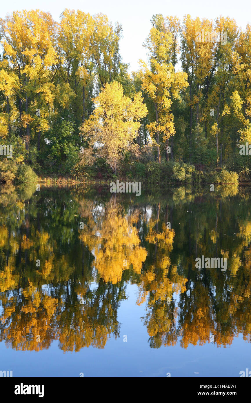 Poplars autumn hi-res stock photography and images - Alamy