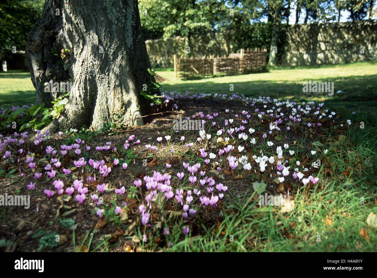 Cornwall trerice house newquay hi-res stock photography and images - Alamy