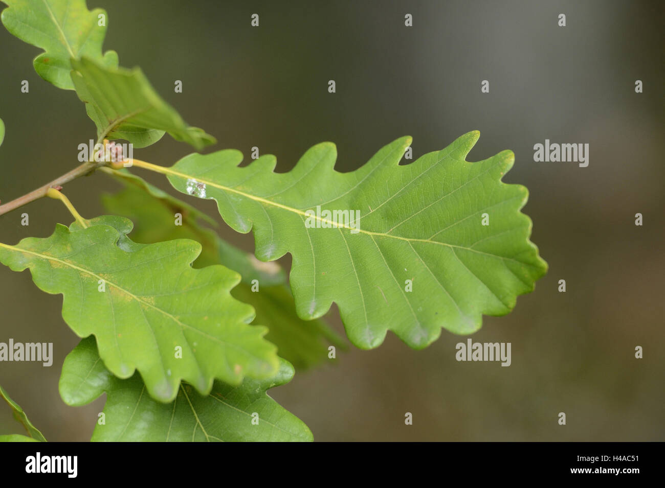 Common oak, Quercus robur, leaves, medium close-up Stock Photo - Alamy