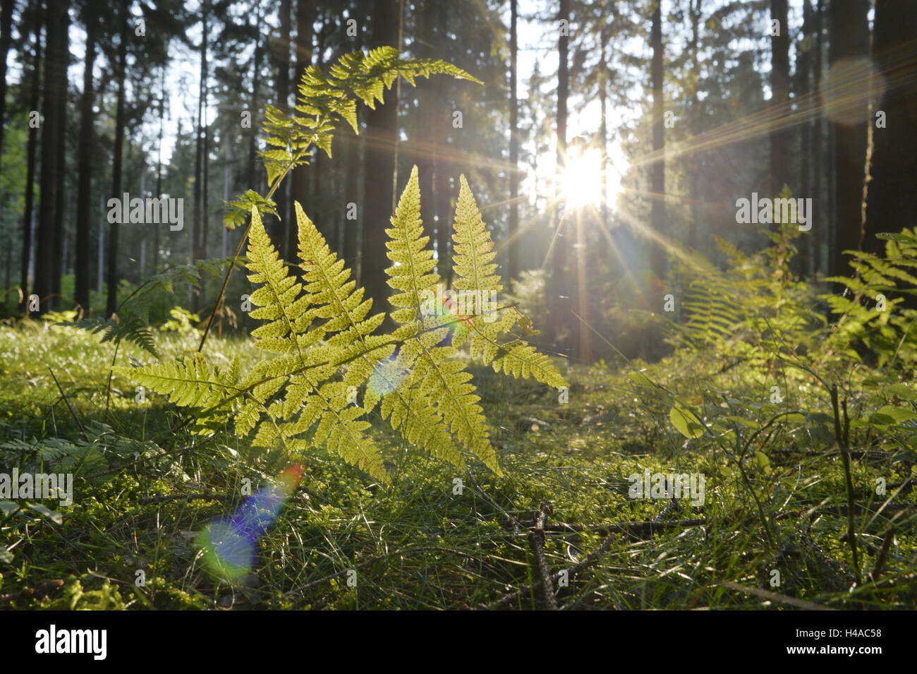 Worm fern, Dryopteris filix-mas, scenery, back light Stock Photo - Alamy