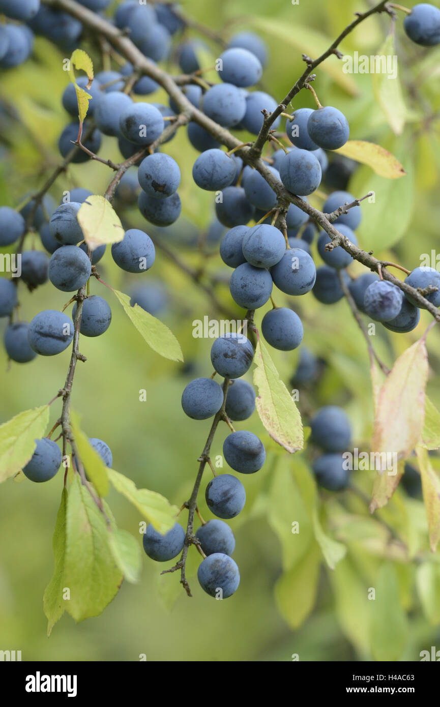 Blackthorn, Prunus spinosa, fruits, medium close-up Stock Photo - Alamy
