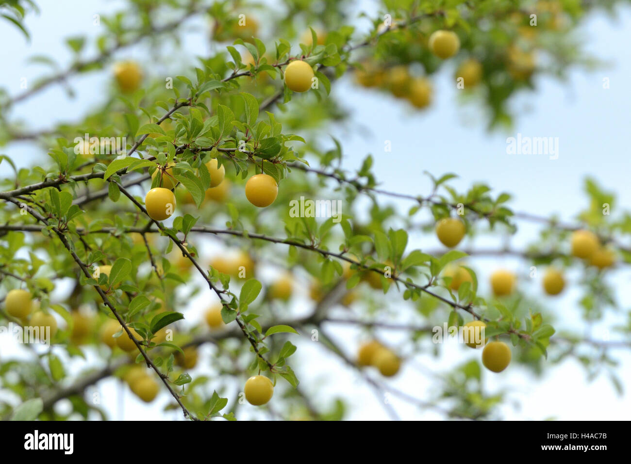 Mirabelle, Prunus domestica subsp. syriaca, branch, fruits, laden Stock ...