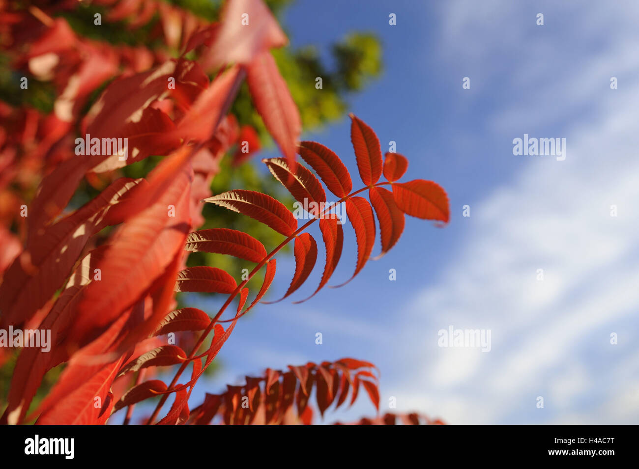 Staghorn sumac hi-res stock photography and images - Alamy