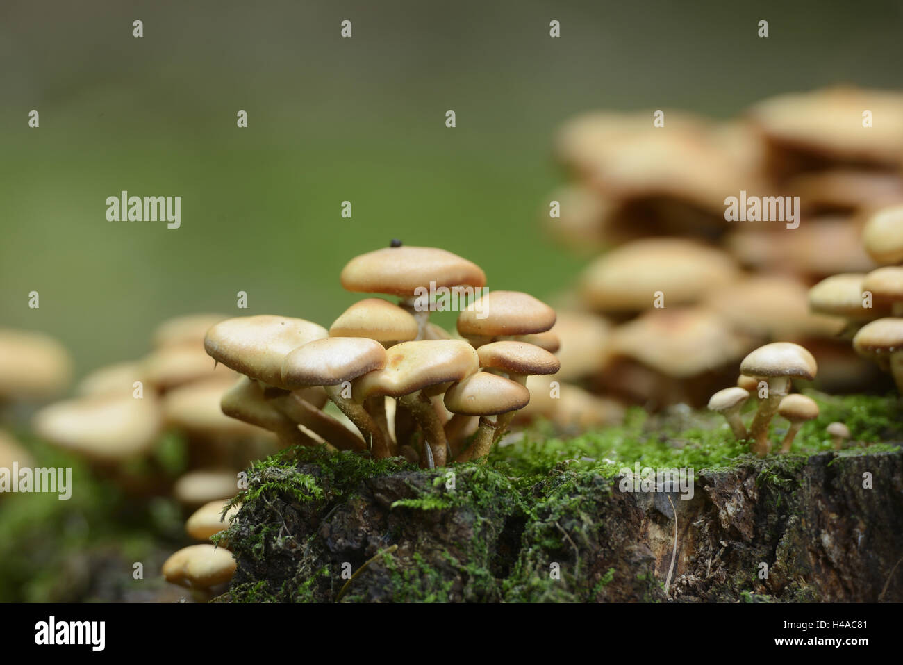 Hallimasch hi-res stock photography and images - Alamy