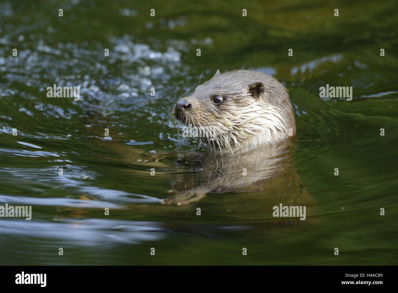 Otters, Lutra lutra, water, swim, at the side Stock Photo - Alamy