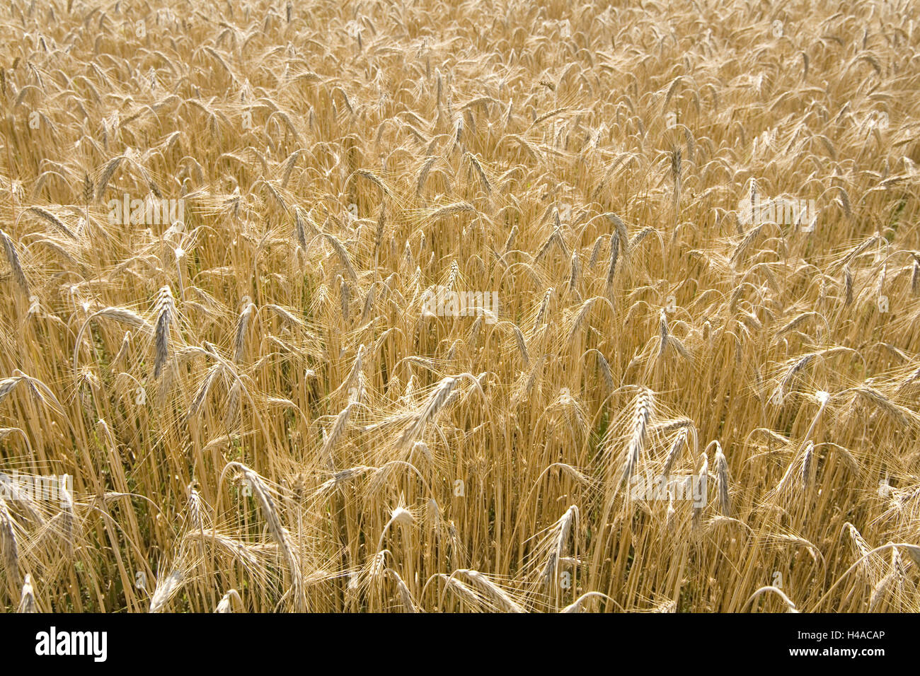 Barley field ripe barley hordeum hi-res stock photography and images ...