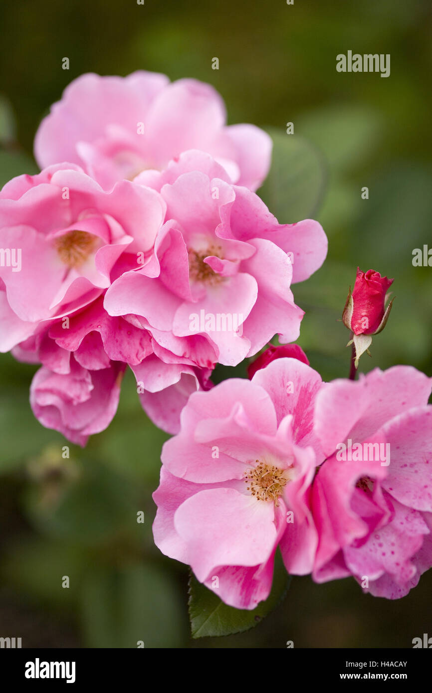 Medium pink rose hi-res stock photography and images - Alamy