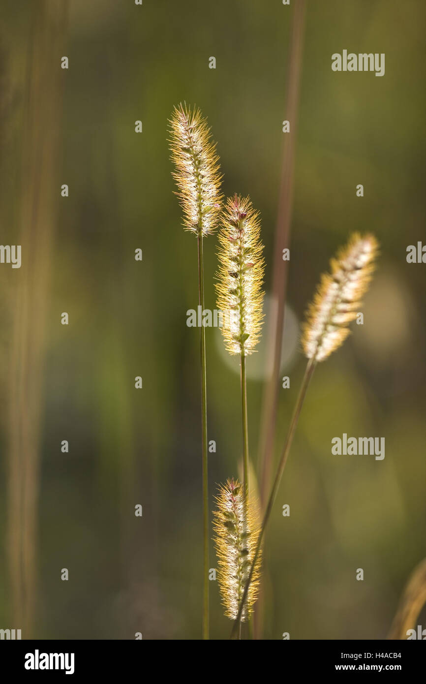 Light coloured grass hi-res stock photography and images - Alamy