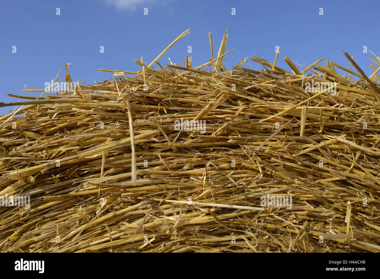 Straw stalks hi-res stock photography and images - Alamy