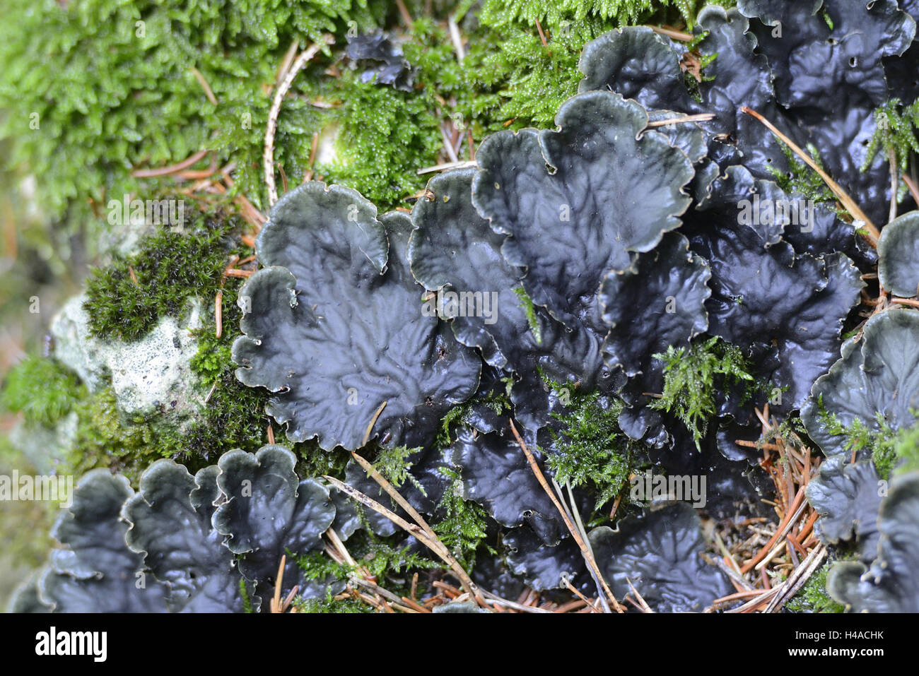 Lichen, black, moss, forest floor, medium close-up Stock Photo - Alamy