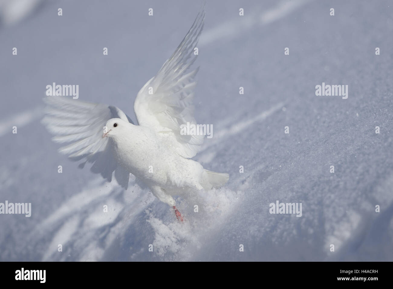 Peacock's pigeon, pigeon, Columbidae, white, snow, fly over Stock Photo ...