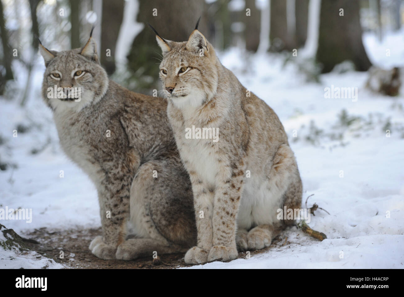 Eurasian lynxes, Lynx lynx, winter, sit, at the side Stock Photo - Alamy