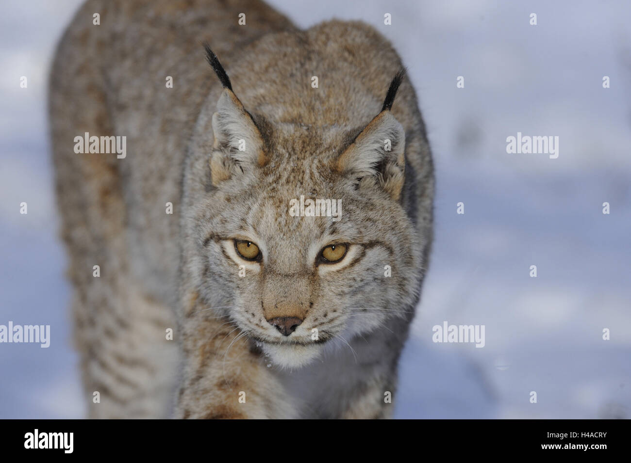 Eurasian lynx, Lynx lynx, winter, head-on, medium close-up Stock Photo ...
