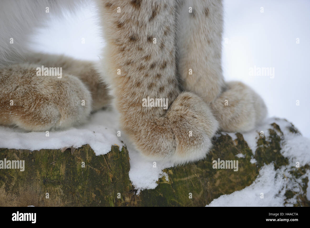 Lynx Feet High Resolution Stock Photography and Images - Alamy