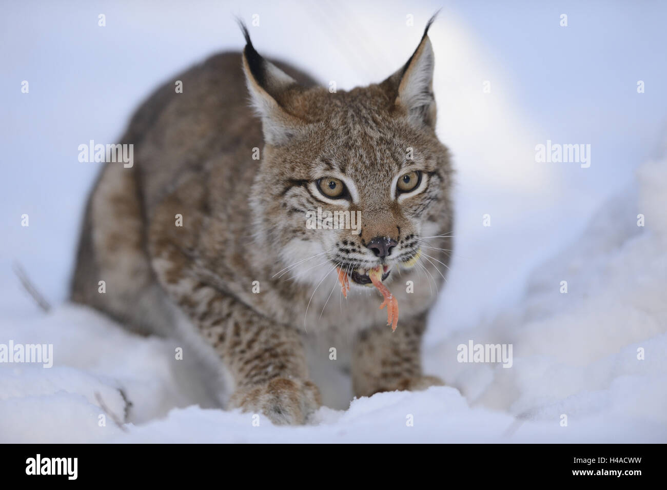 Eurasian lynx lynx eat hi-res stock photography and images - Alamy