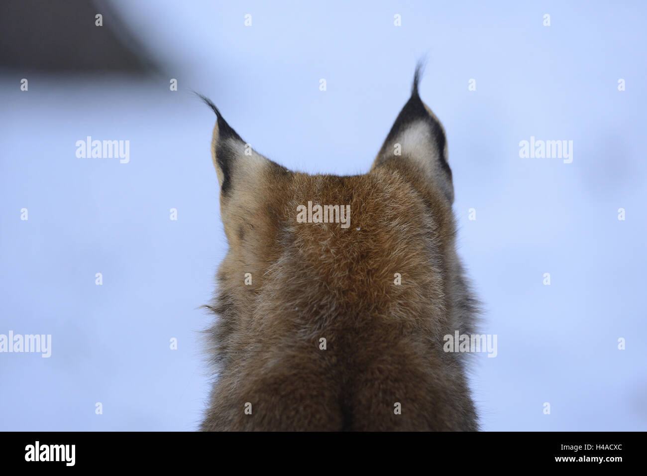 Eurasian lynx, Lynx lynx, young animal, portrait, back view Stock Photo ...