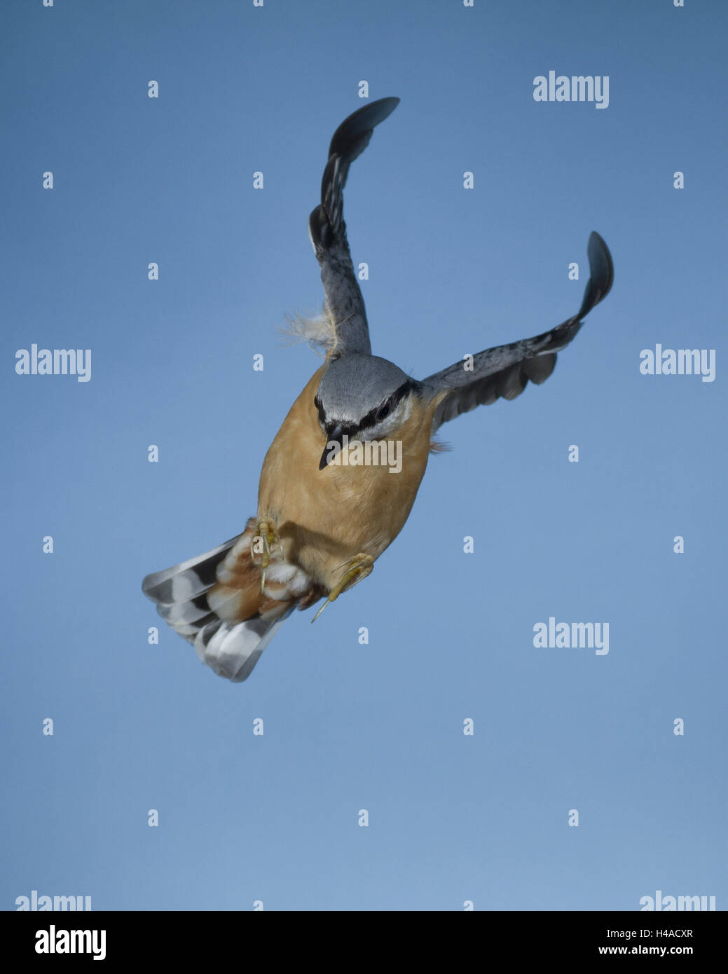 Nuthatch sitta europaea in flight hi-res stock photography and images ...