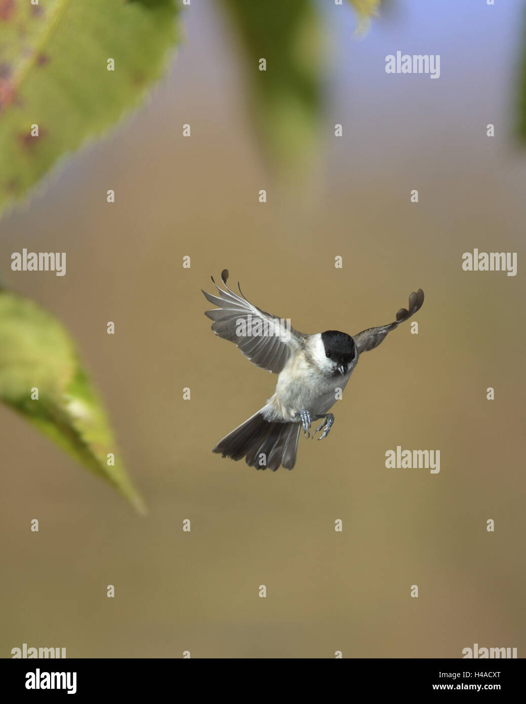 Marsh titmouse hi-res stock photography and images - Alamy
