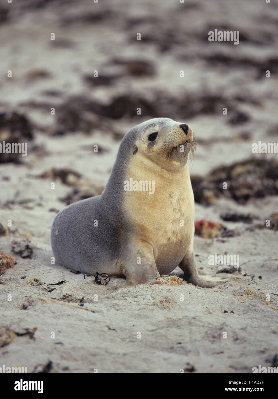 Australian sea lion, young animal on the beach Stock Photo - Alamy