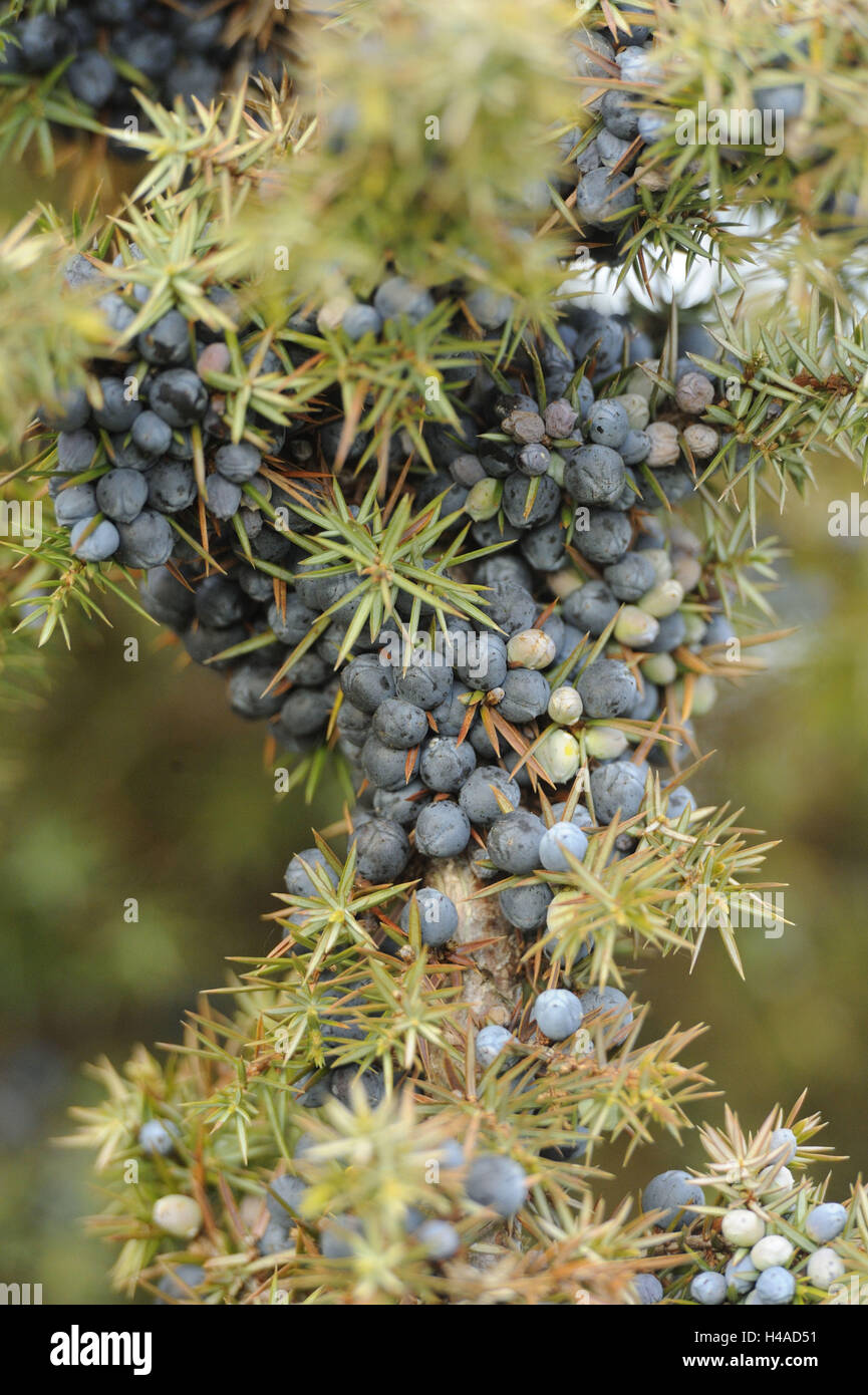 Common juniper, Juniperus communis, fruits, close up Stock Photo - Alamy