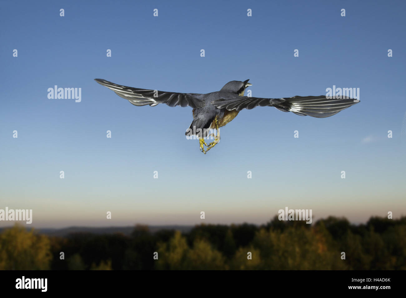Nuthatch, Sitta europaea, in the flight Stock Photo - Alamy