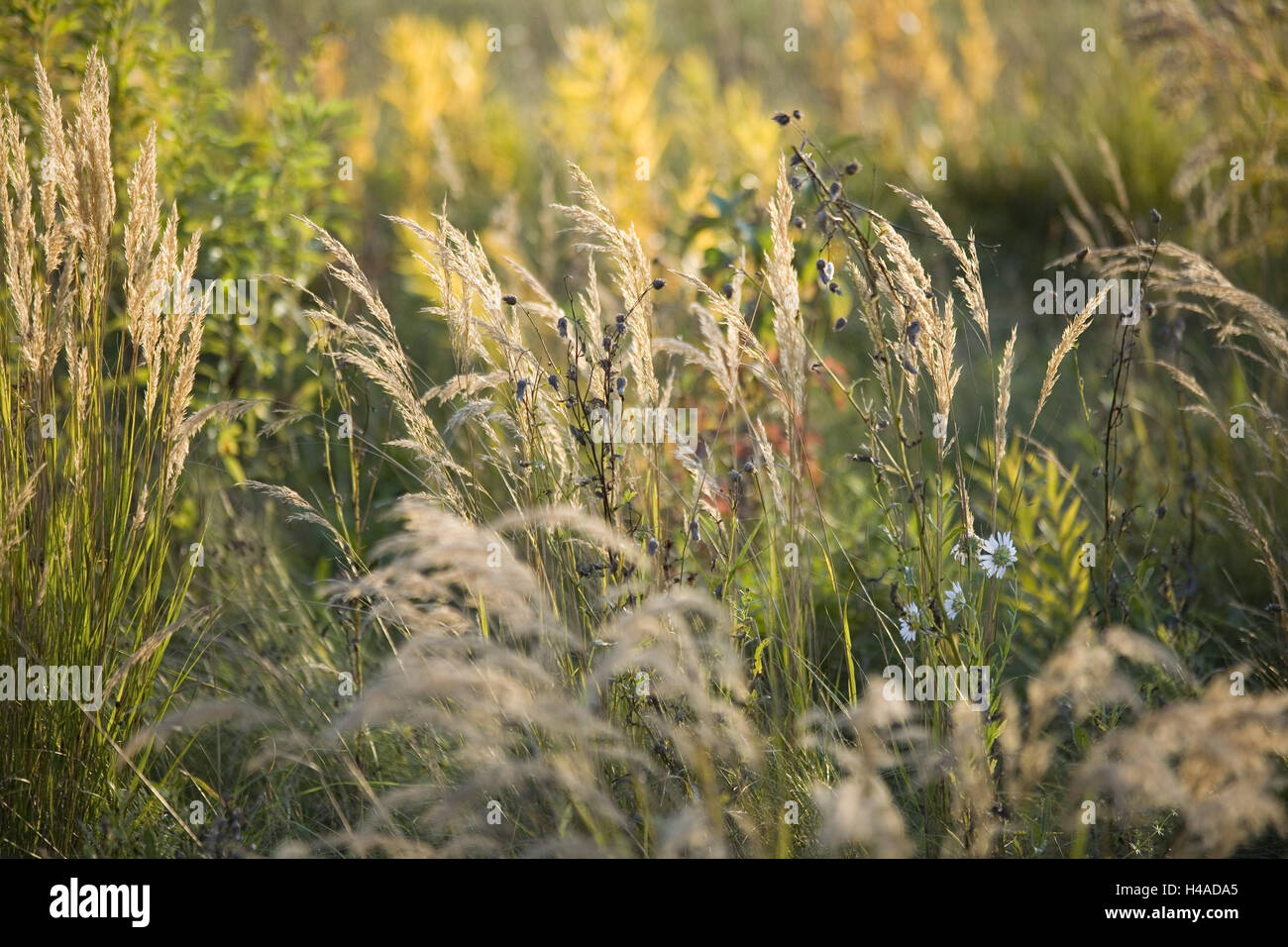 Light coloured grass hi-res stock photography and images - Alamy