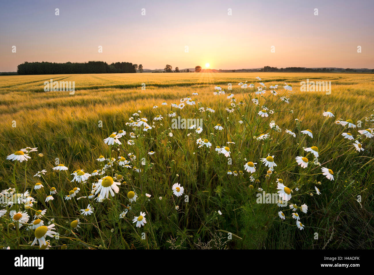 Germany, Bavaria, grain-field Stock Photo - Alamy